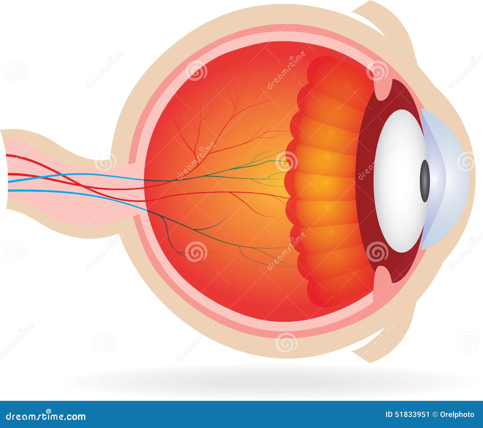 Anatomy of eye. stock vector. Illustration of isolated - 51833951