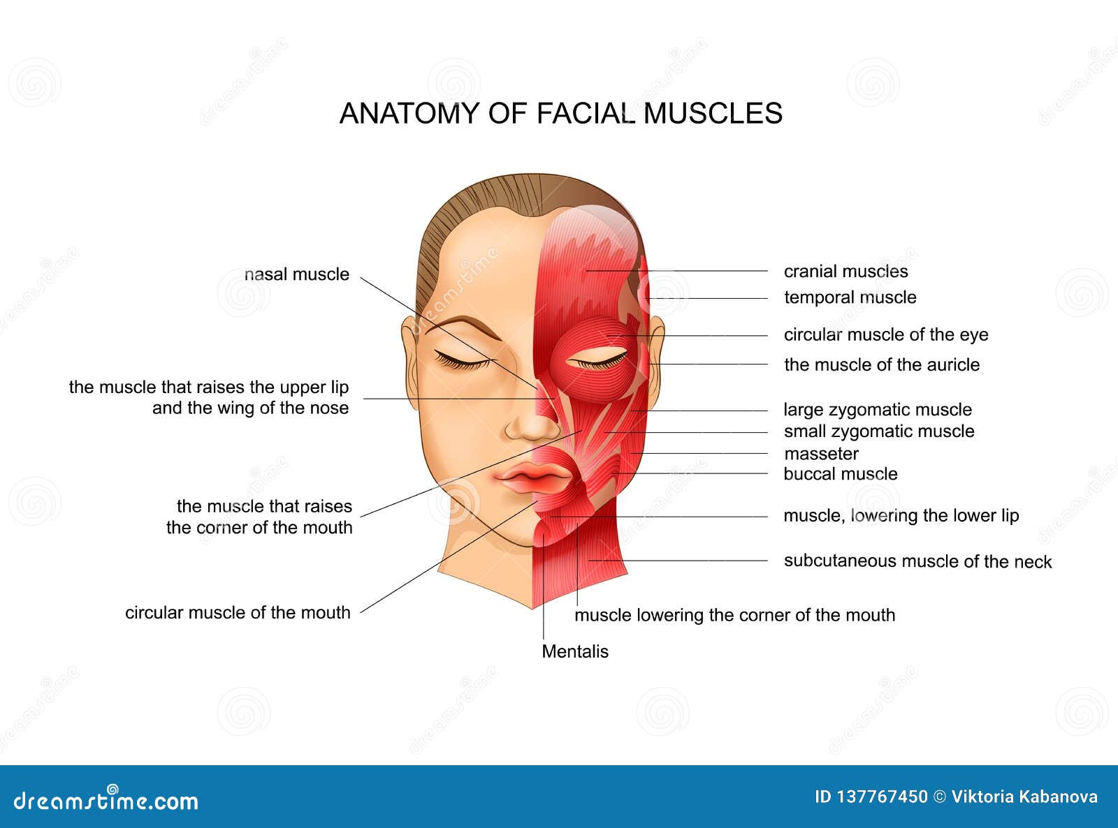 Facial Muscles Structure Cartoon Vector | CartoonDealer.com #165376871