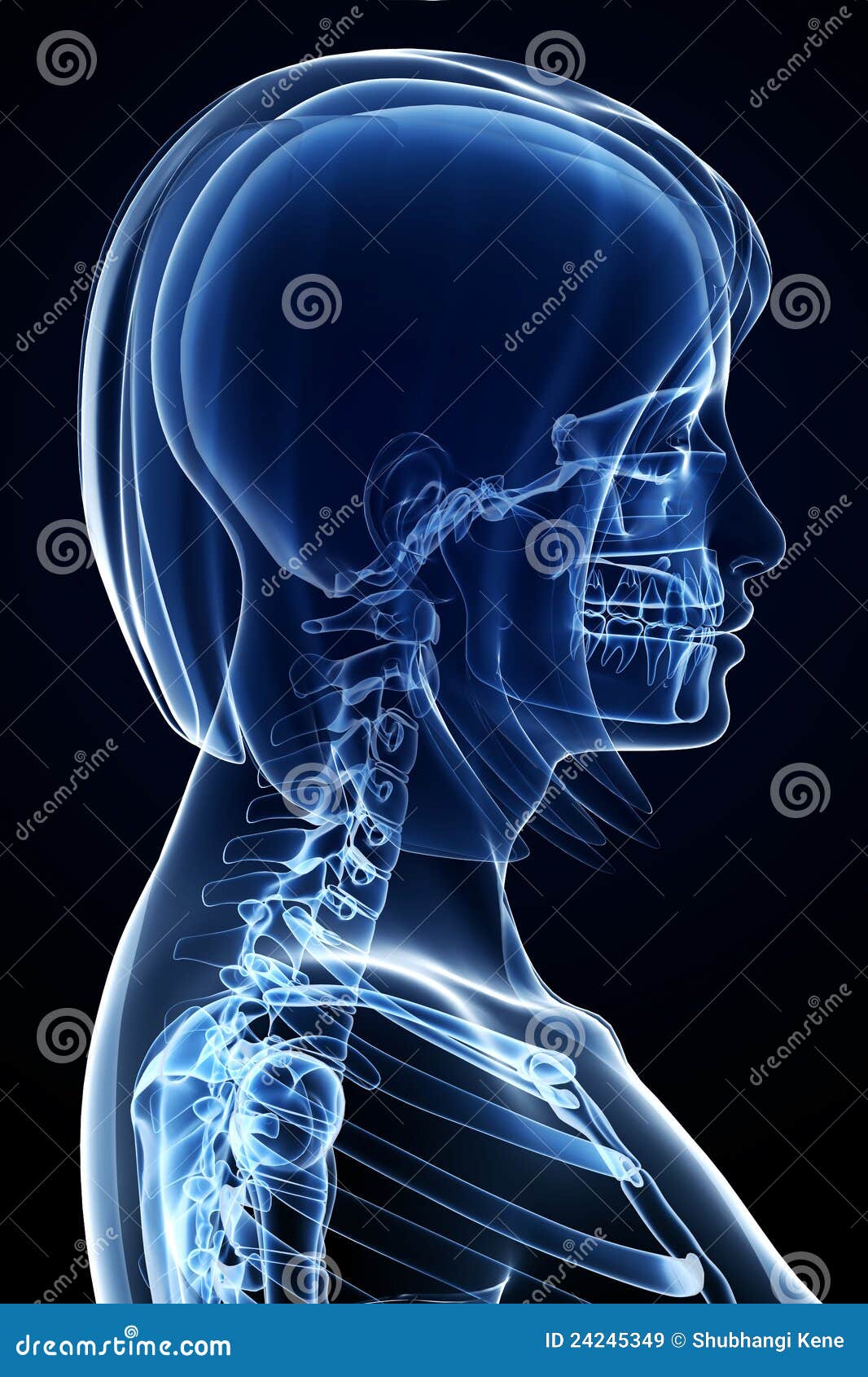 Anatomy of the Female face stock illustration. Illustration of icon ...