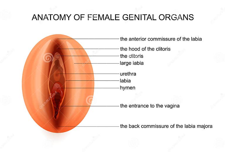 Anatomy Of Female Genital Organs Stock Vector Illustration Of Medicine Perineum 90147316
