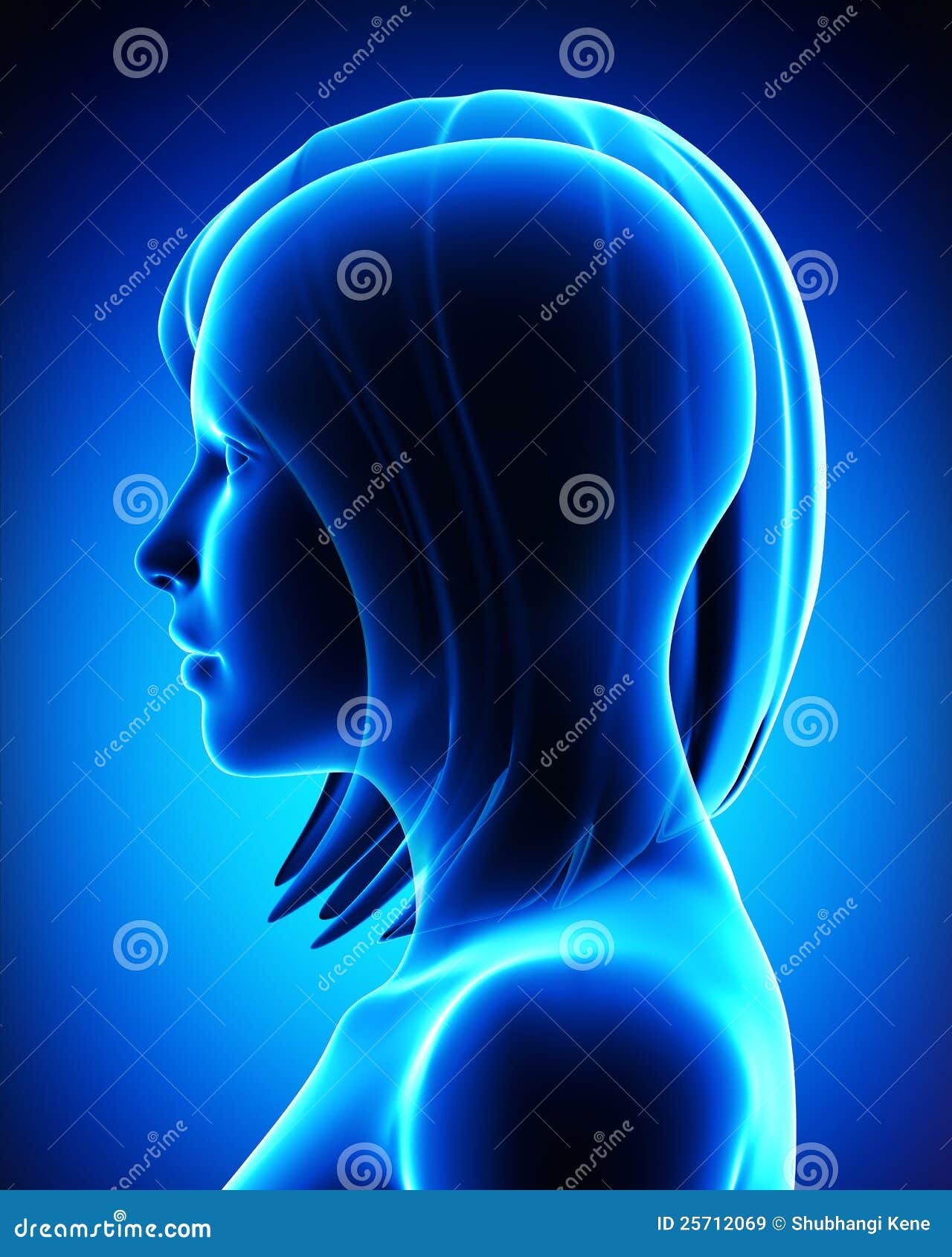 Anatomy of female head stock illustration. Illustration of people ...