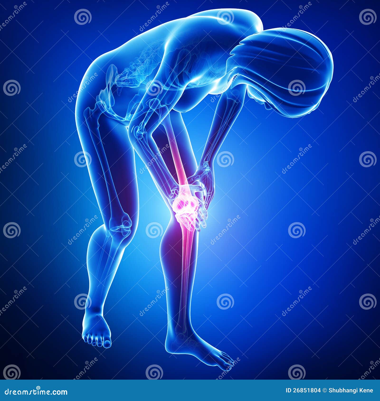 Anatomy Of Female Knee at Jonathan Stiefel blog