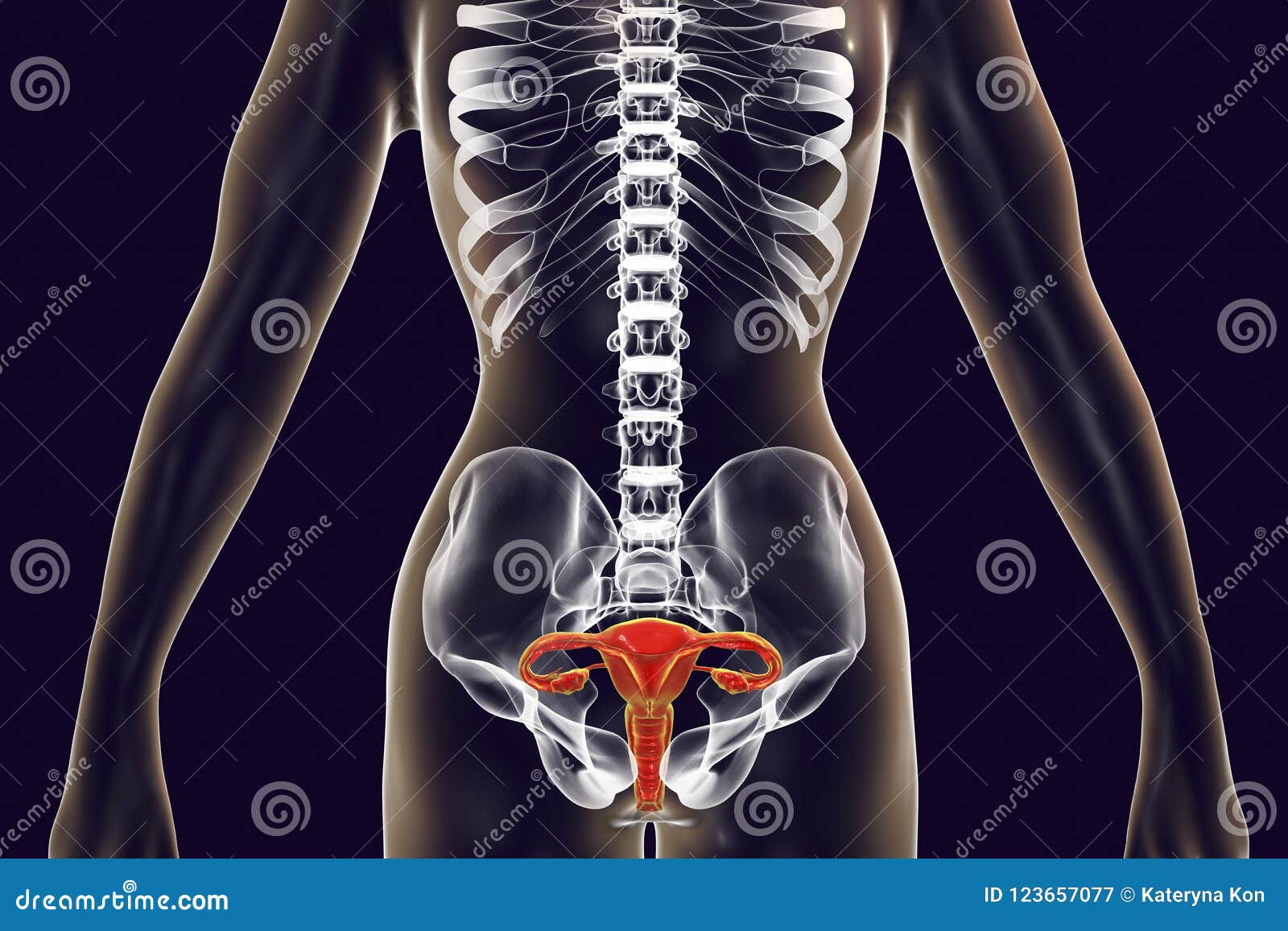Anatomy Of Female Reproductive System Stock Illustration Illustration