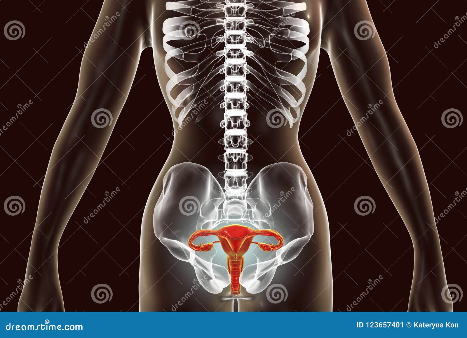 Anatomy Of Female Reproductive System Stock Illustration Illustration