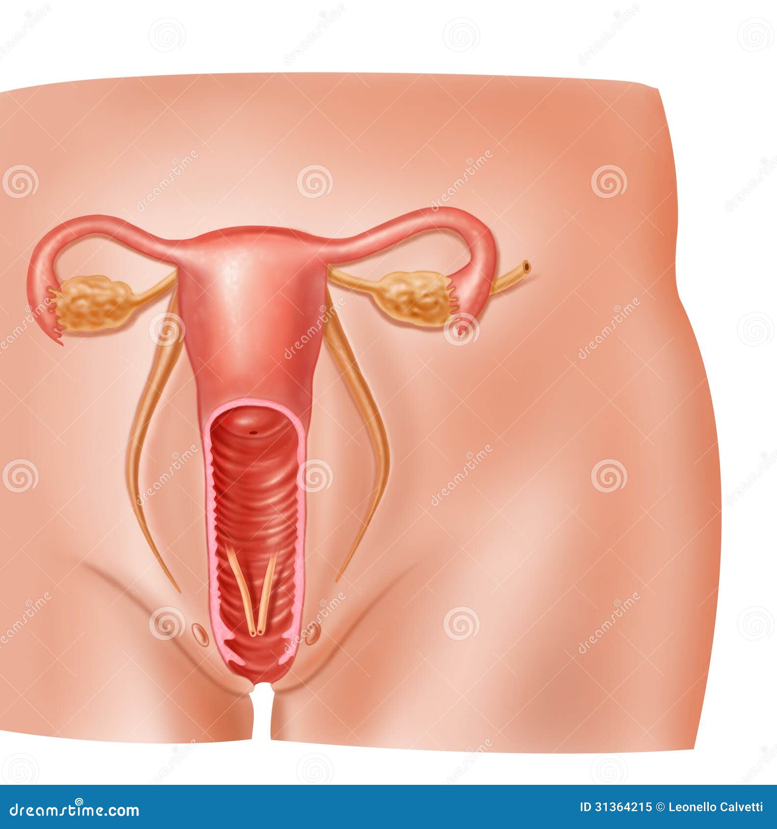 Anatomy Female Reproductive System Cross Section Stock Image