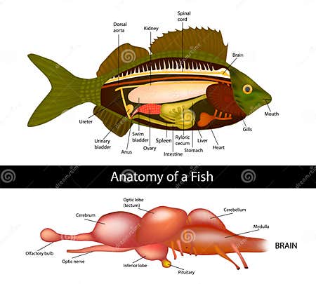 Anatomy of a Fish Brain of Primitive Fish. Fish Internal Organs. Vector ...