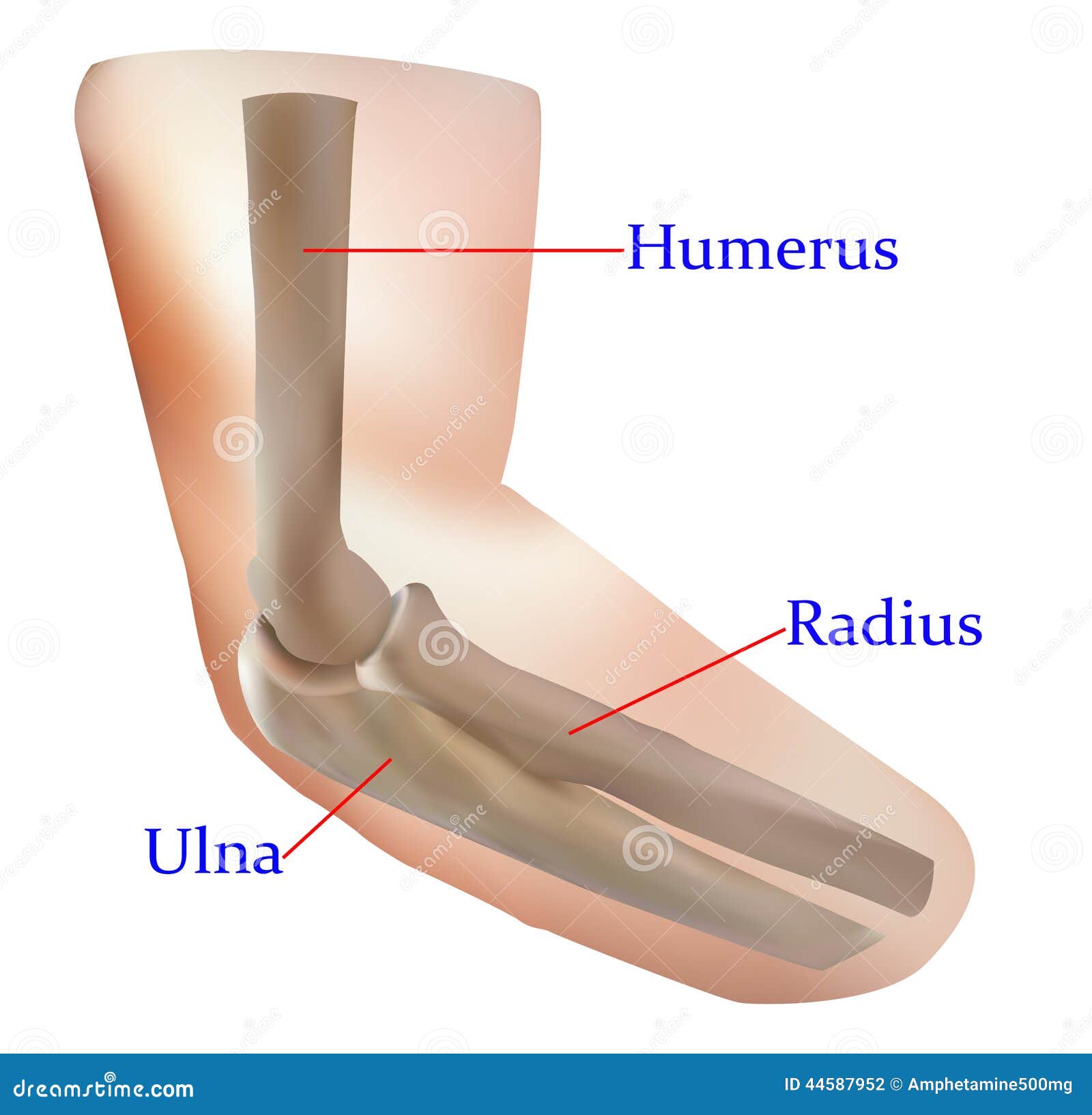 Anatomy of forearm bone stock illustration. Illustration of parts ...