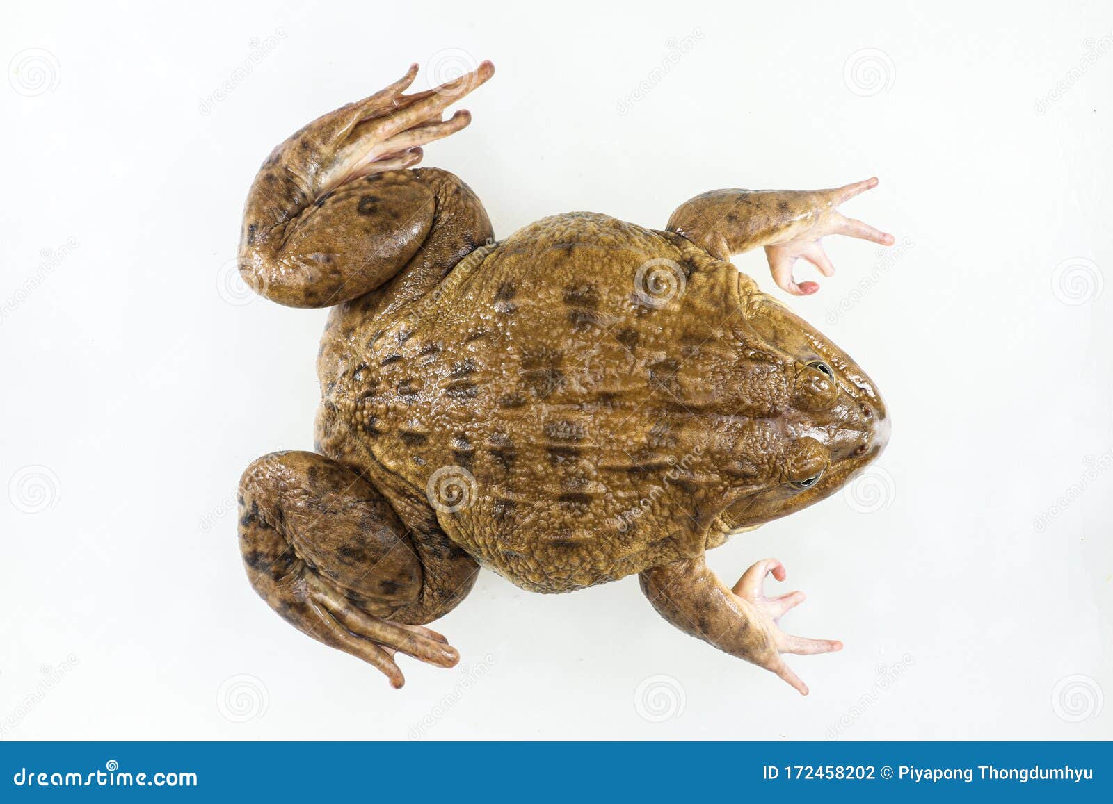Anatomy Frog and Respiratory System of Frog in Laboratory. Stock Photo ...