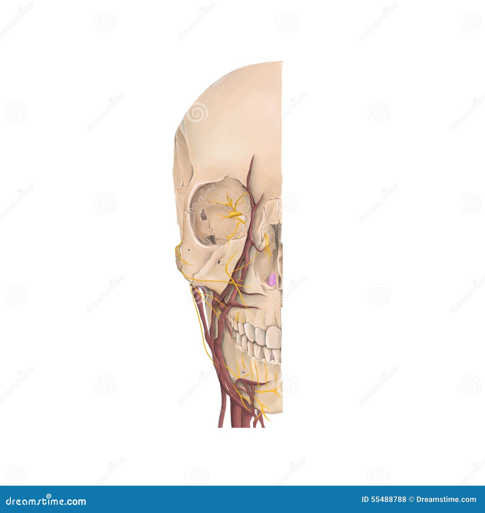 Orbital Bones Stock Illustrations – 7 Orbital Bones Stock Illustrations ...