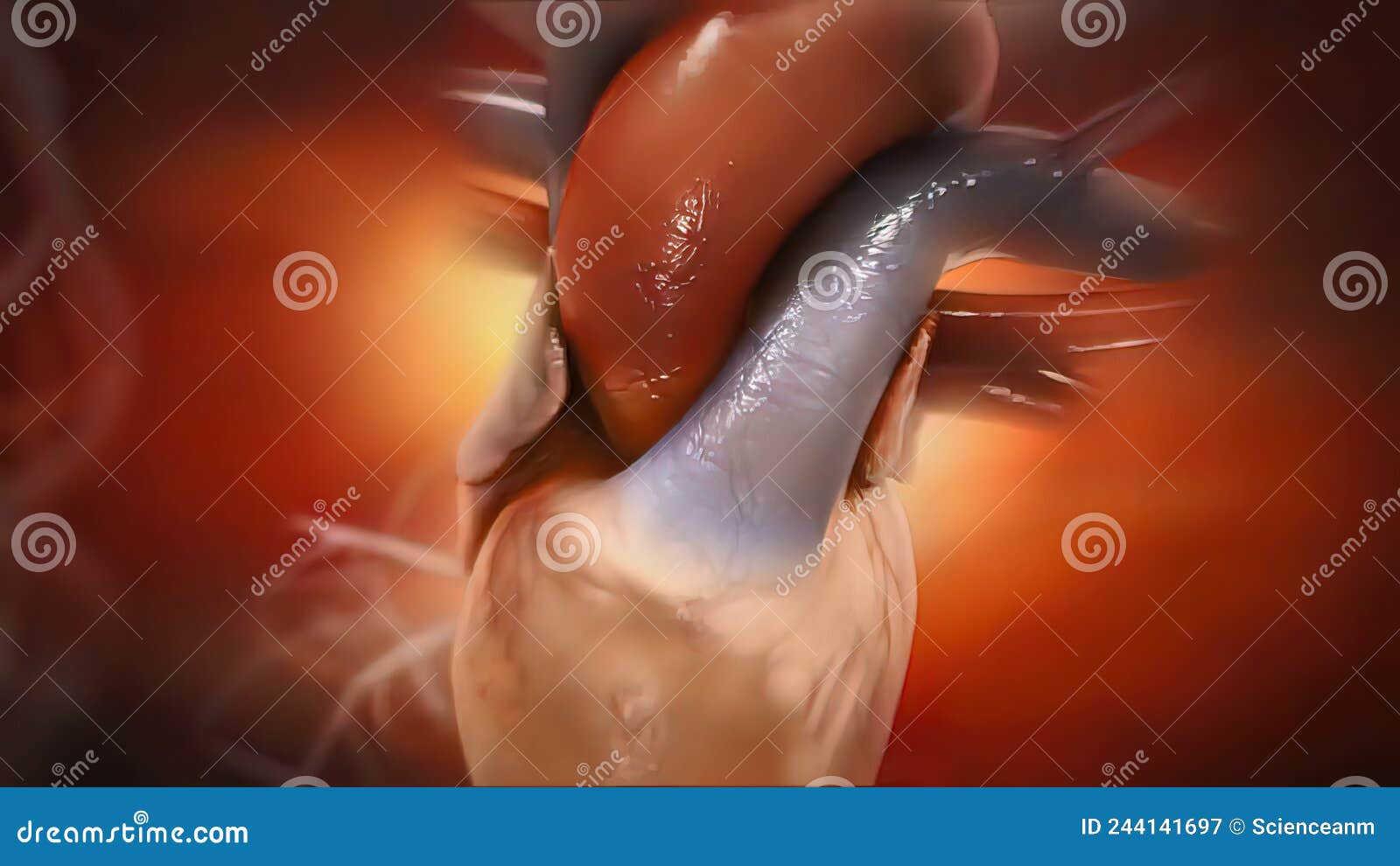 Heart Valves Anatomy. Stock Photo | CartoonDealer.com #144411576