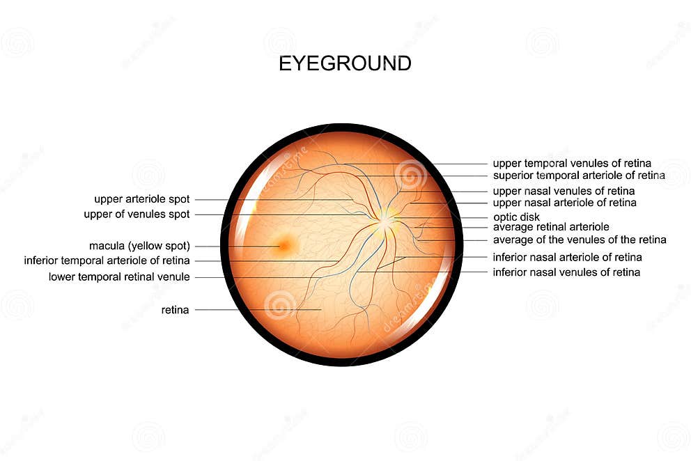 Anatomy of the fundus stock vector. Illustration of improvement - 115880608
