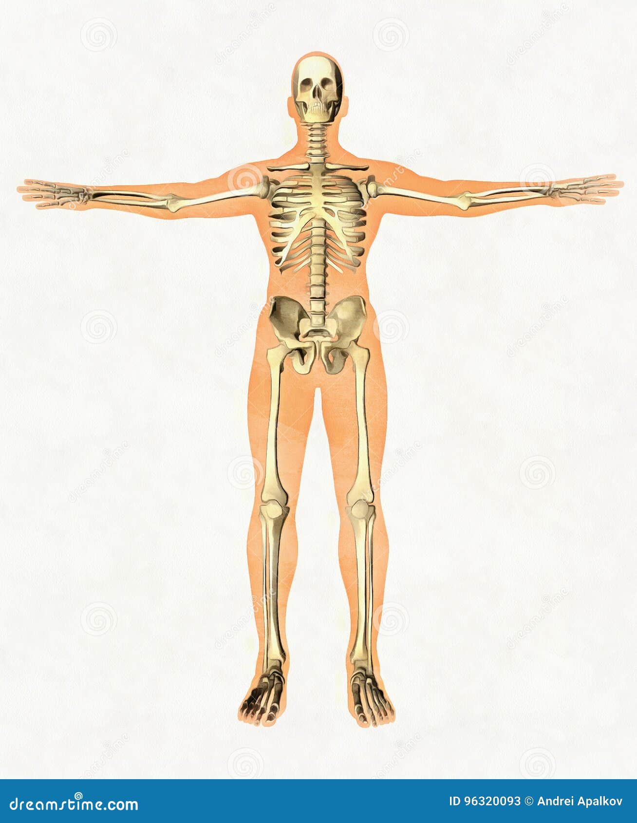 Human Body Diagram Bones