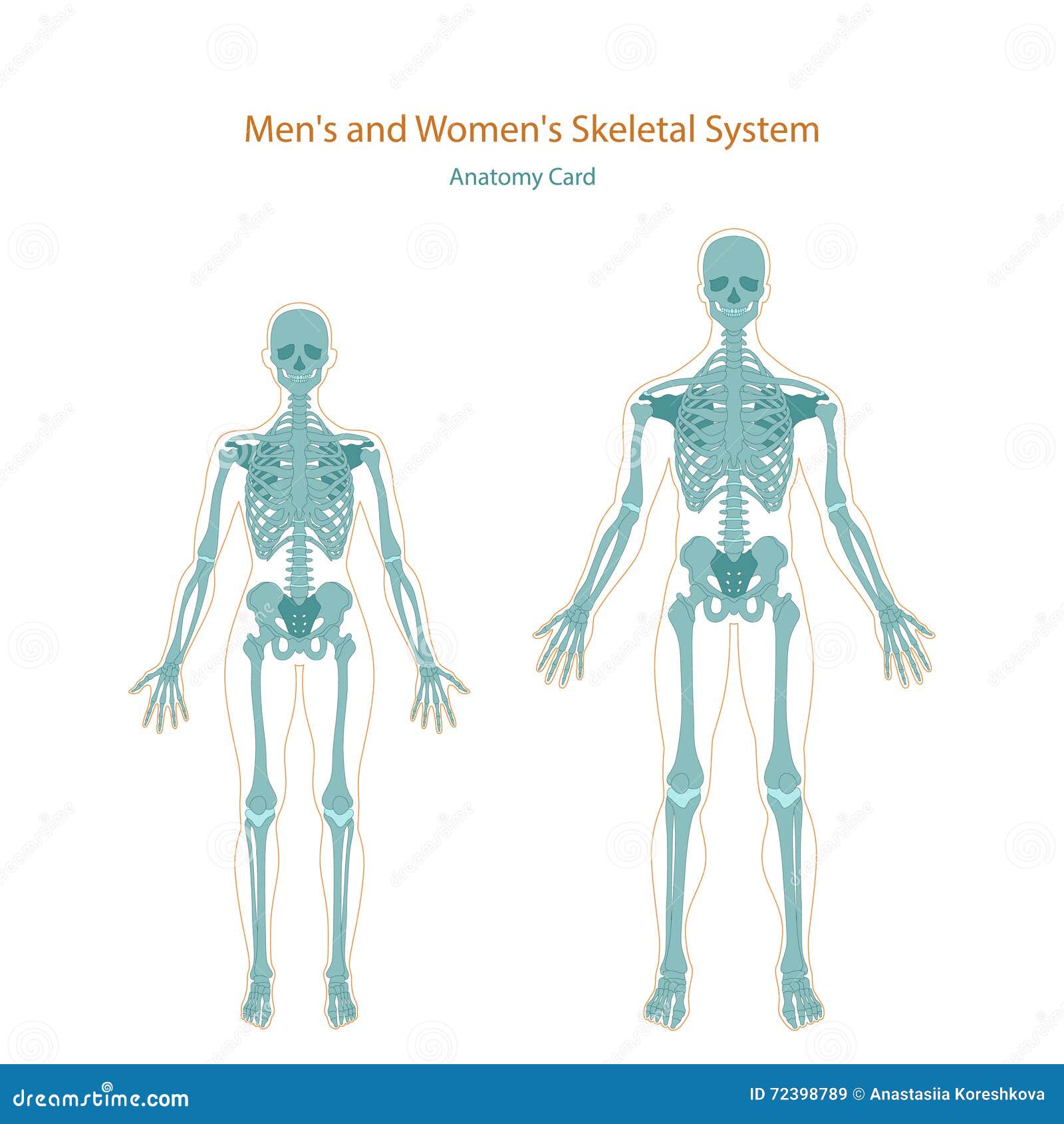 Anatomy Guide Of Human Skeleton With Explanations. Anatomy Didactic ...