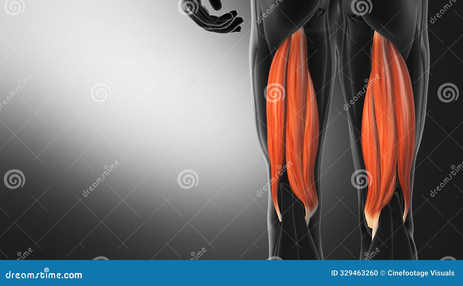 Anatomy of the Hamstring Muscles Stock Photo - Image of organ, athlete ...