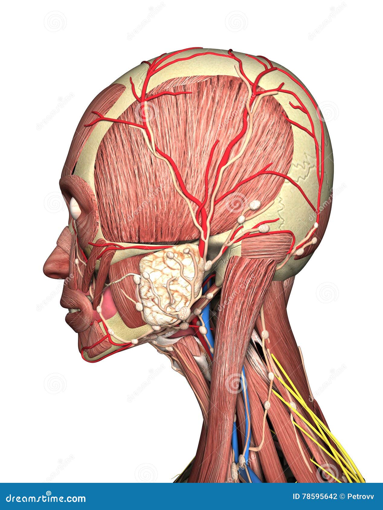 Anatomy of Head Side View 3D Rendering Stock Illustration ...