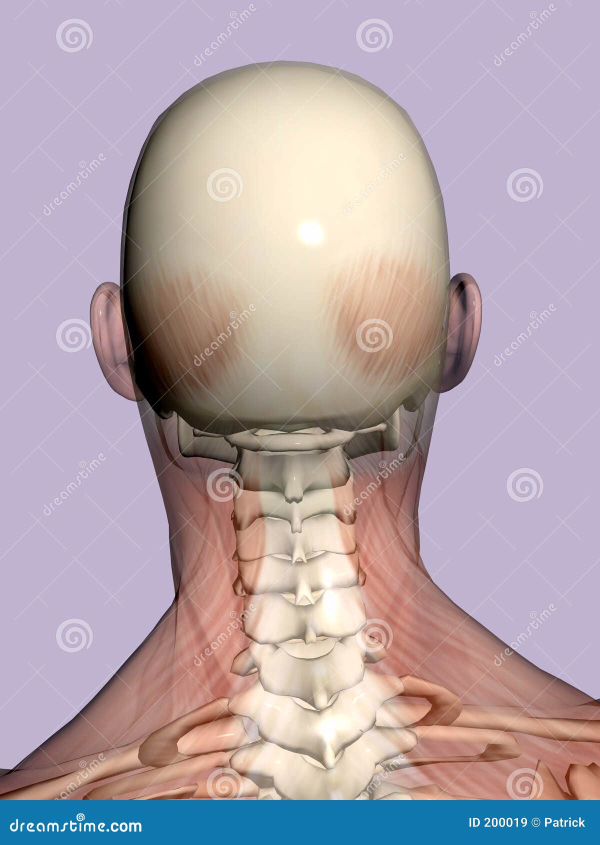 Anatomy a Head, Transparant with Skeleton. Stock Illustration ...