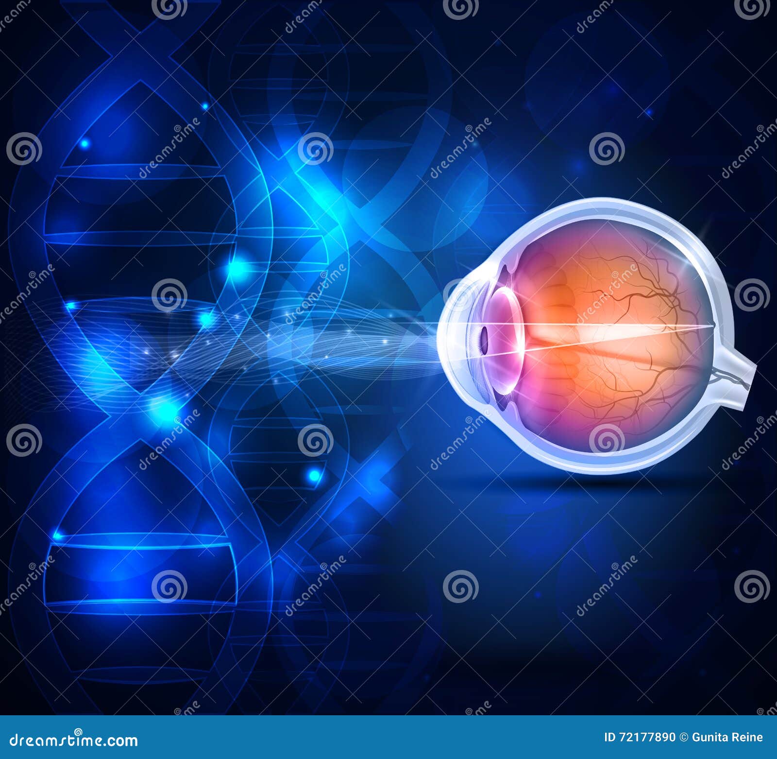 Anatomy of the healthy eye stock vector. Illustration of cover - 72177890