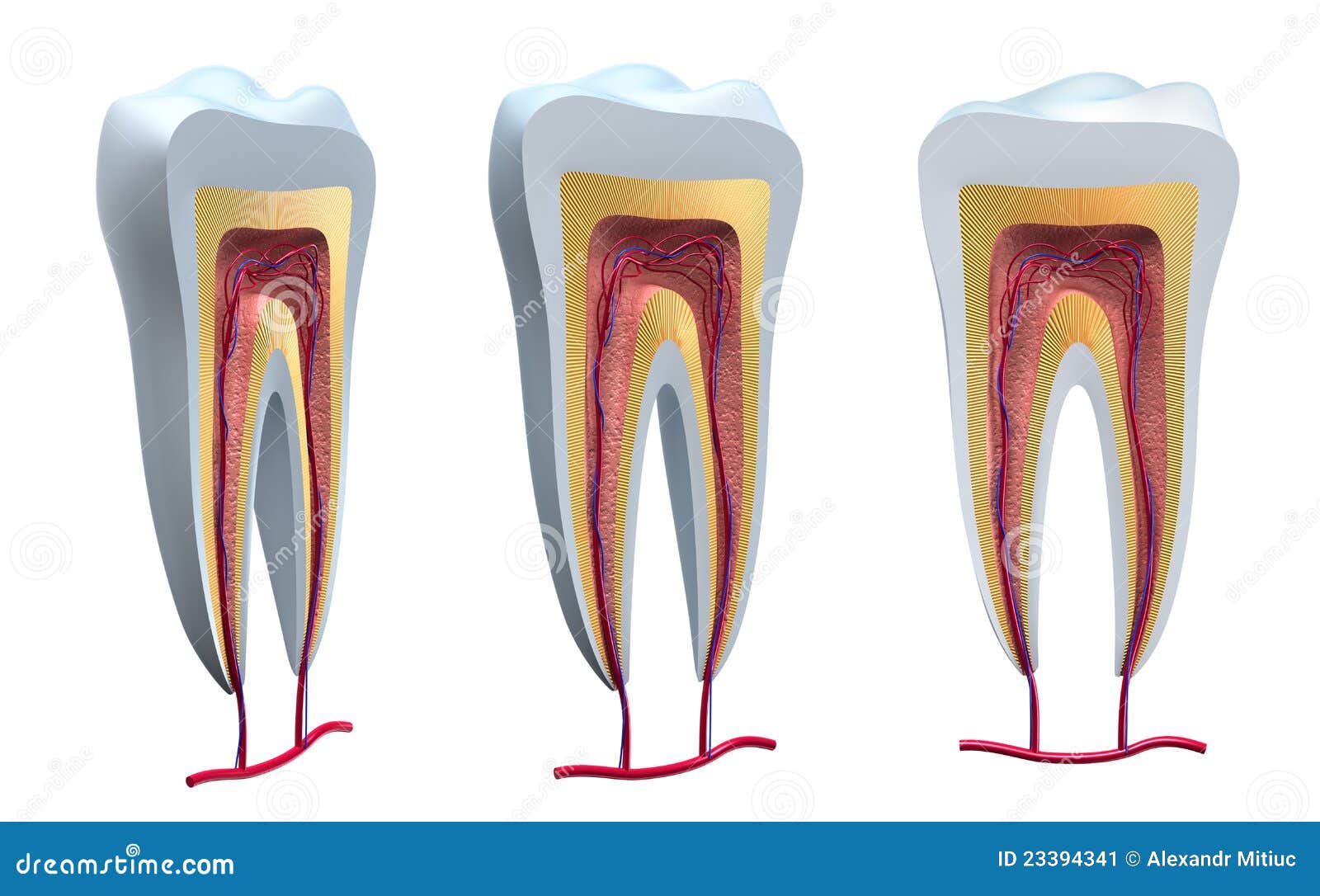 Anatomy of Healthy Teeth in Details Stock Illustration - Illustration ...