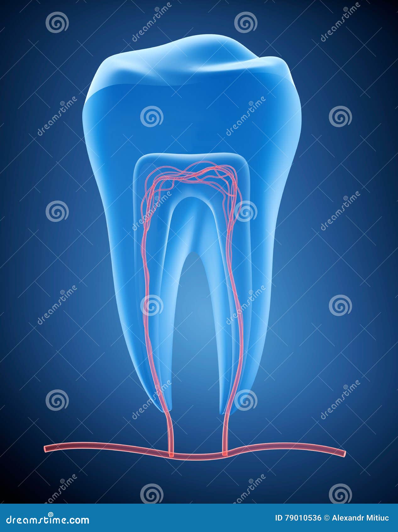 Anatomy of Healthy Teeth in Details. Stock Illustration - Illustration ...