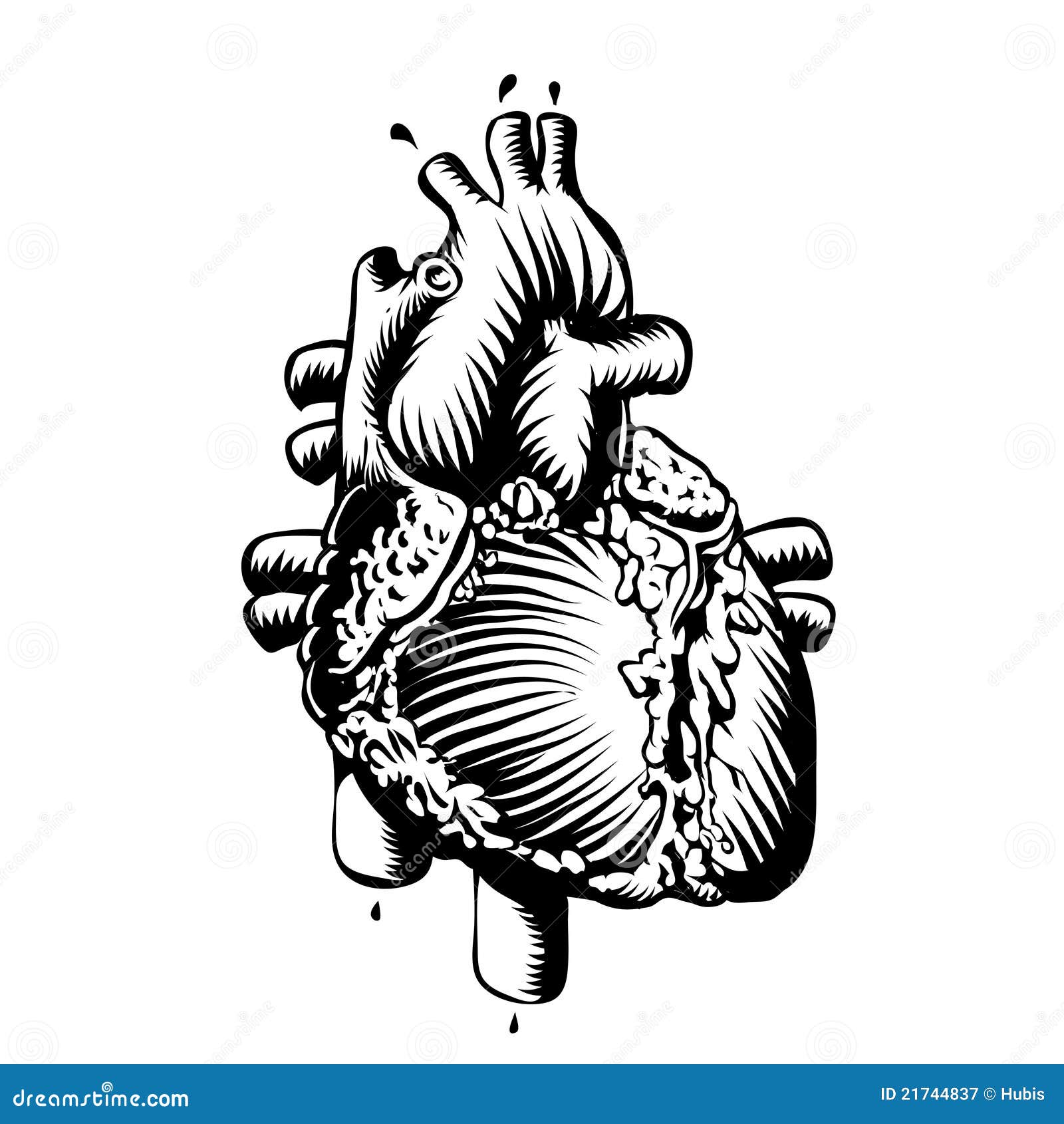Anatomically Correct Heart Stencil