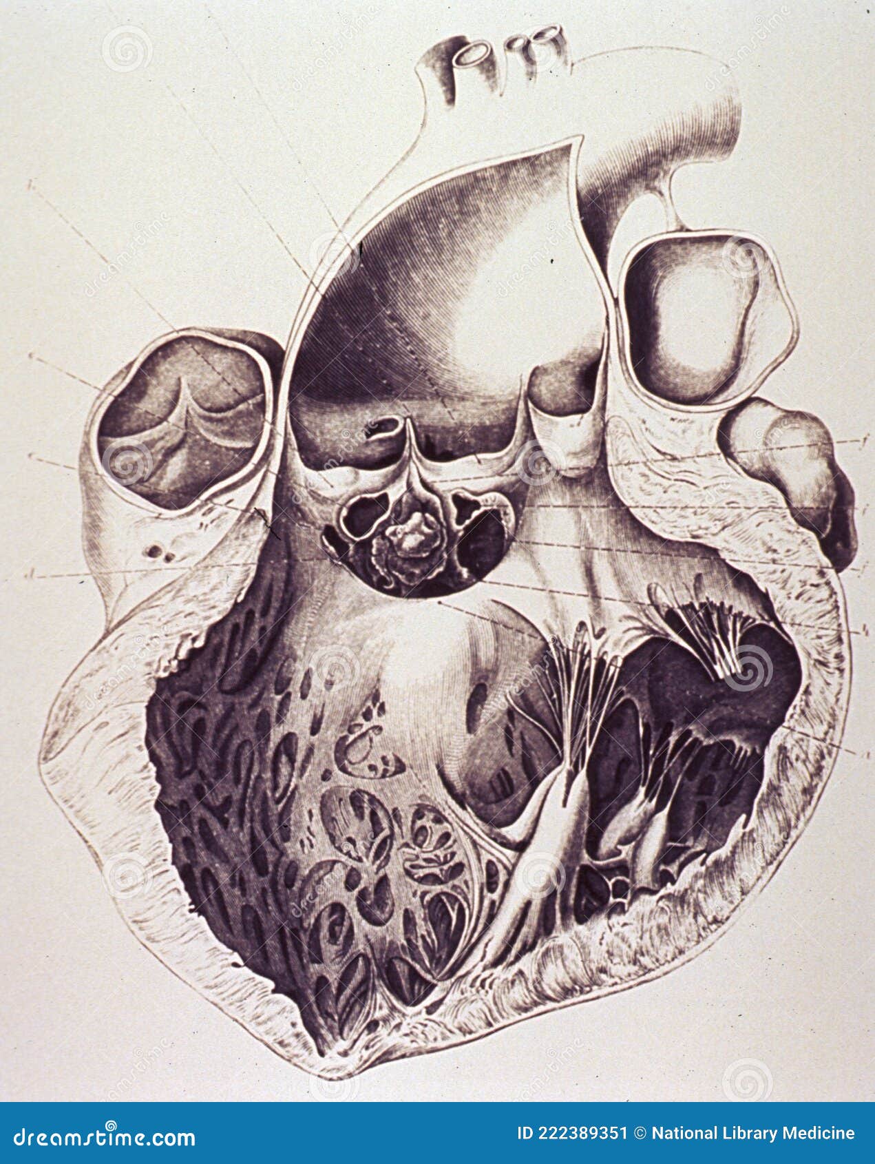 Anatomy Of The Heart Picture. Image: 222389351