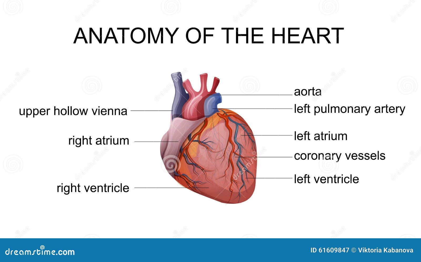 ANATOMY of the HEART stock vector. Illustration of core - 61609847