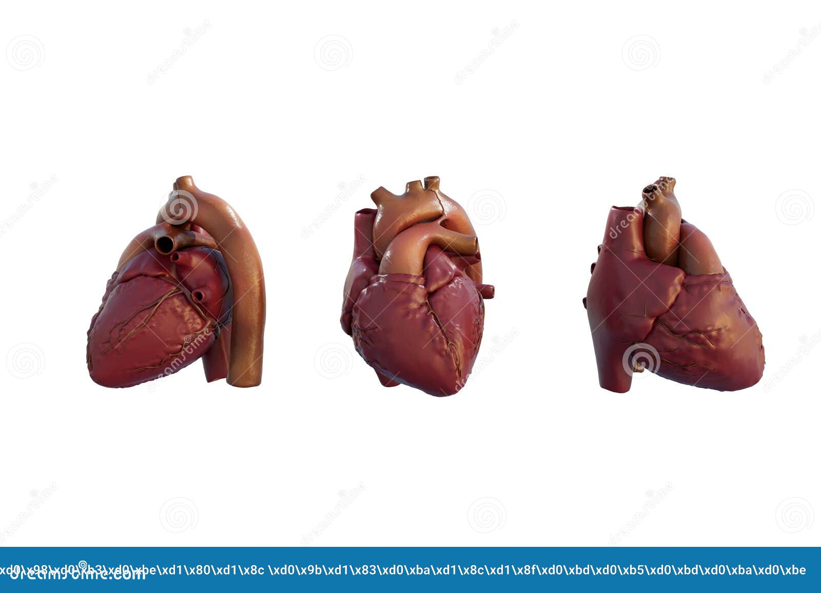 Anatomy of the Heart. the Heart of a Person from Different Angles on a ...