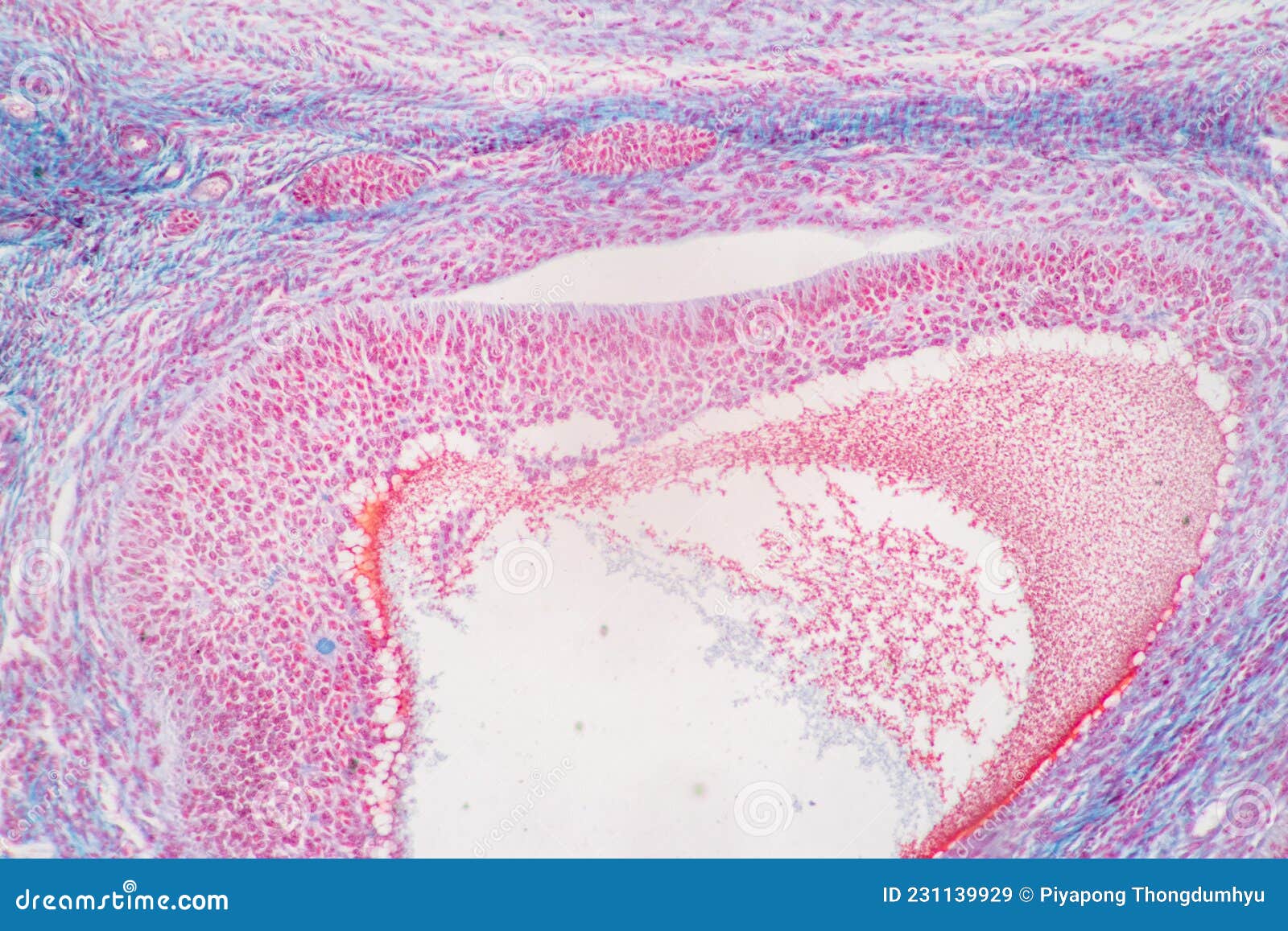 Ovary and Testis Human Cells Under Microscope. Stock Image - Image of ...