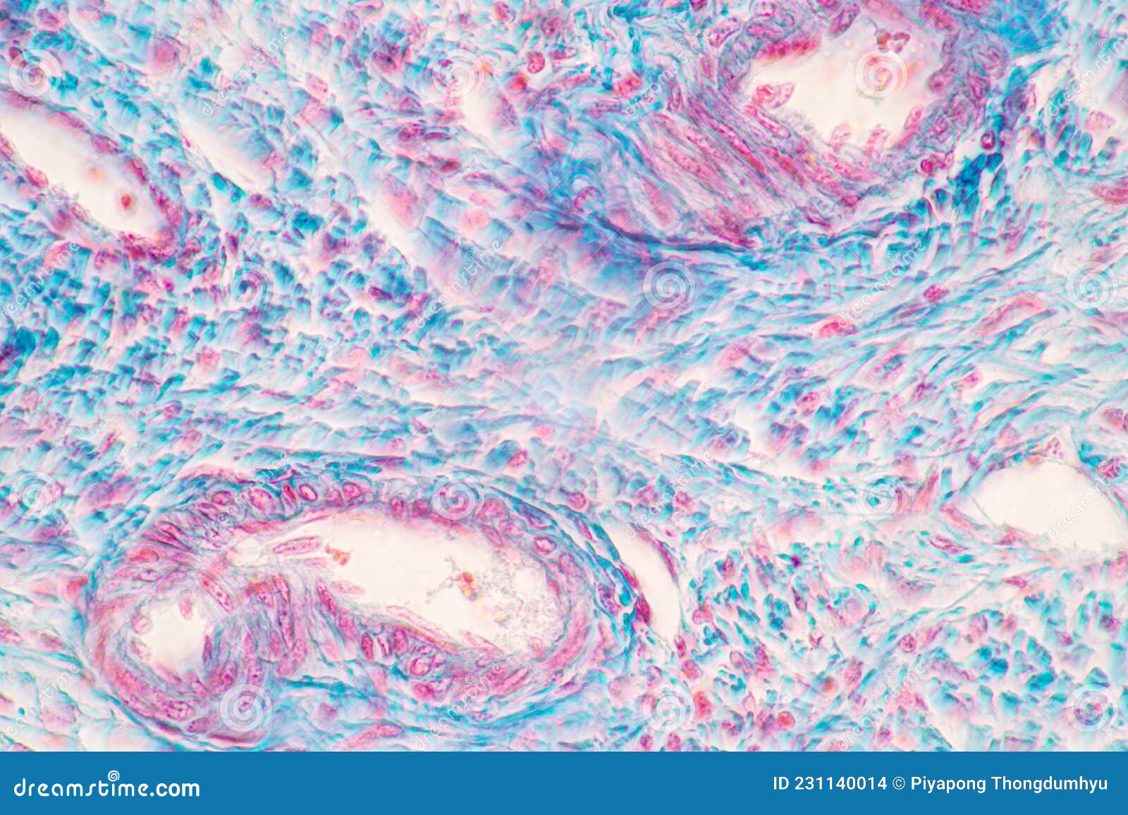 Ovary and Testis Human Cells Under Microscope. Stock Photo - Image of ...
