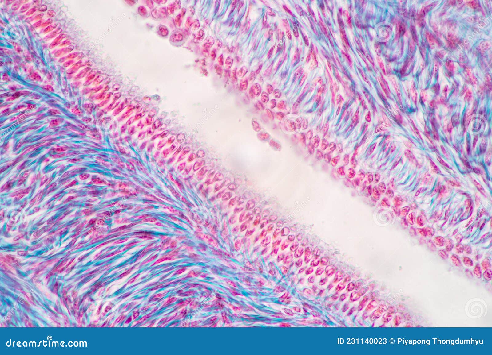 Ovary and Testis Human Cells Under Microscope. Stock Image - Image of ...