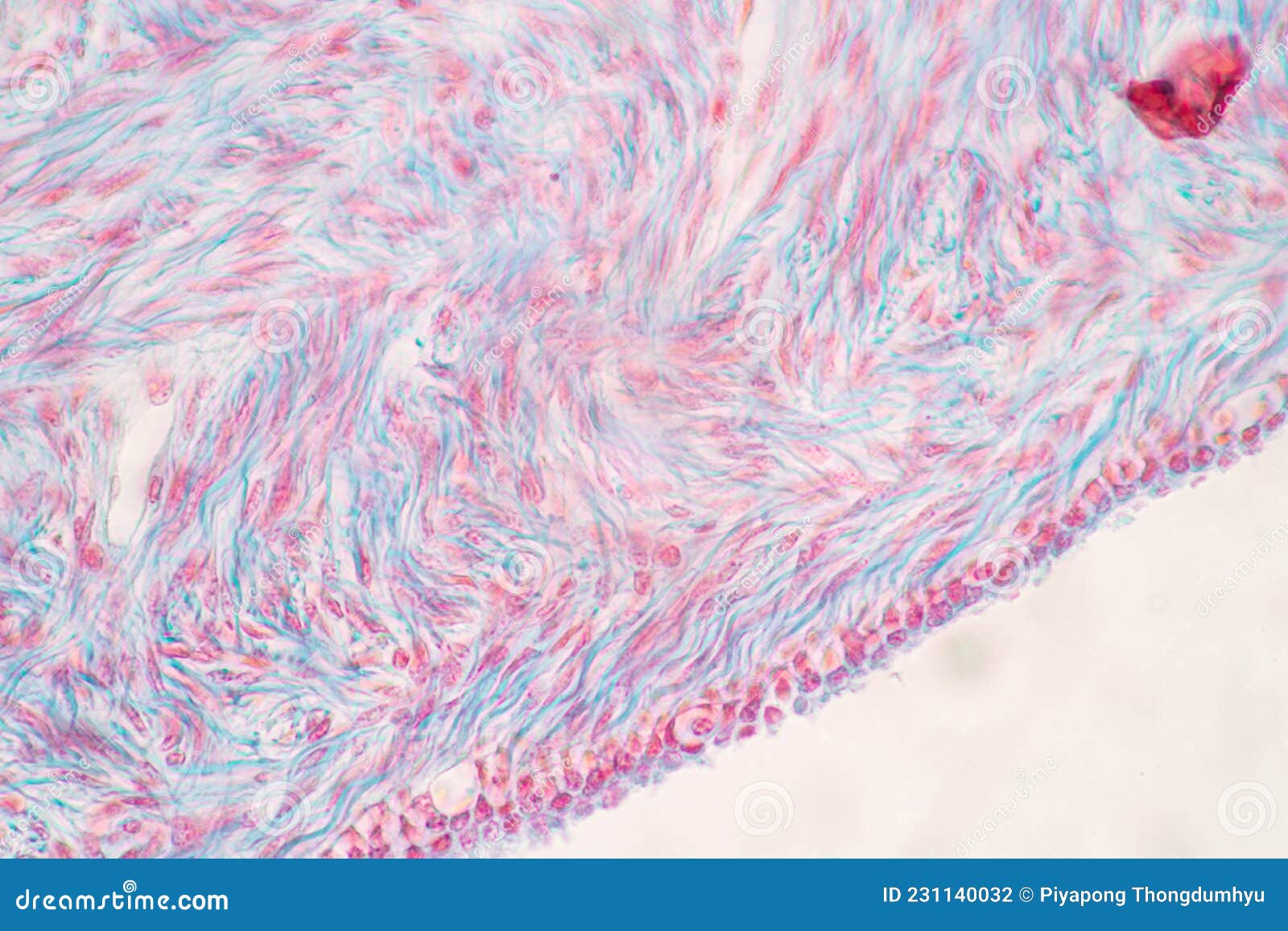 Ovary and Testis Human Cells Under Microscope. Stock Photo - Image of ...
