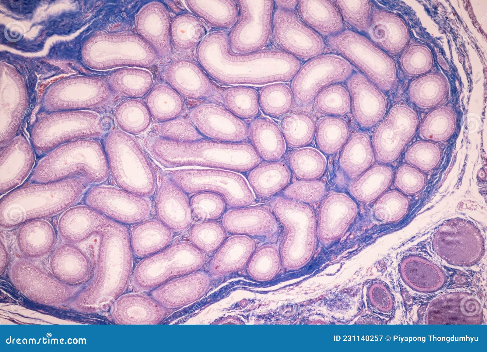 Ovary and Testis Human Cells Under Microscope. Stock Image - Image of ...