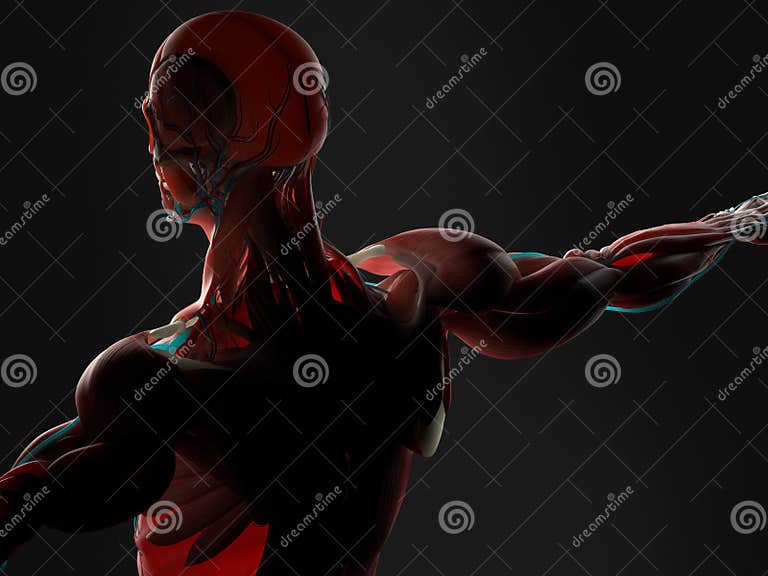 Anatomy of human back stock illustration. Illustration of bionic - 67791397