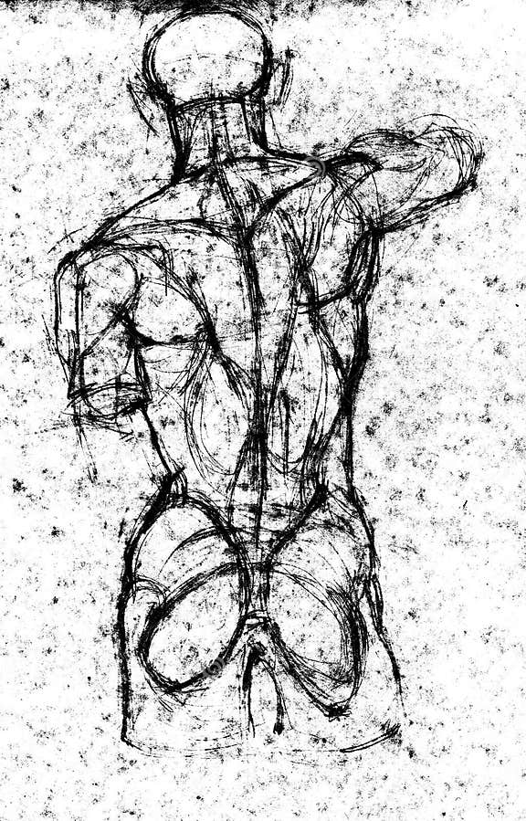 Anatomy Human Back Body Study Drawing Stock Illustration - Illustration ...