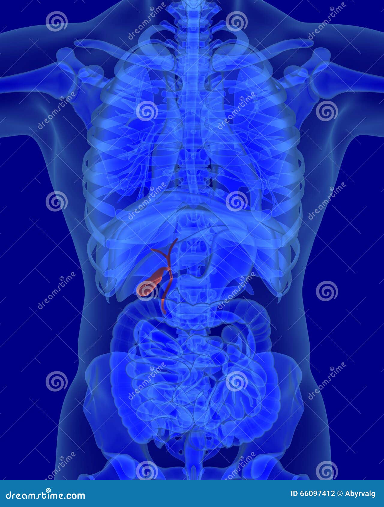 Anatomy Of Human Biliary System With Digestive Organs Stock Photography ...