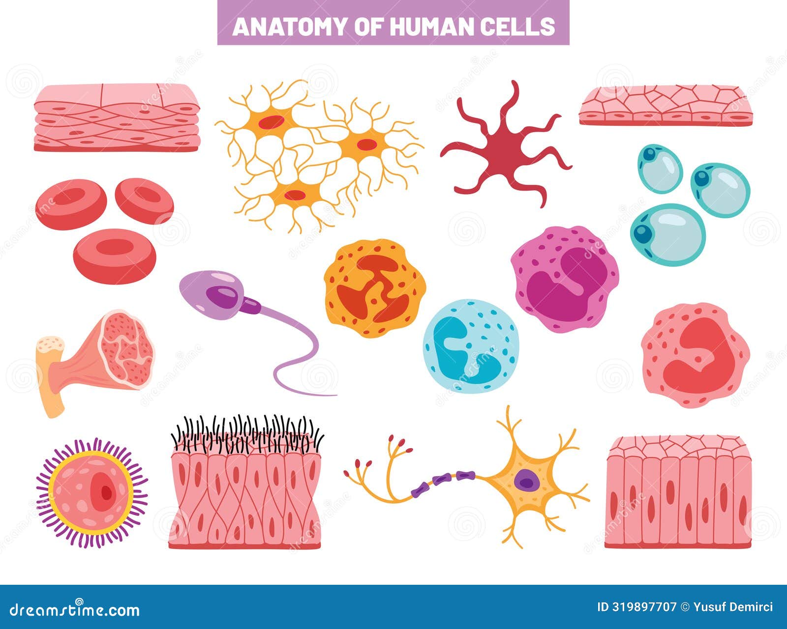 Body Cells Under A Microscope Stock Illustration | CartoonDealer.com ...