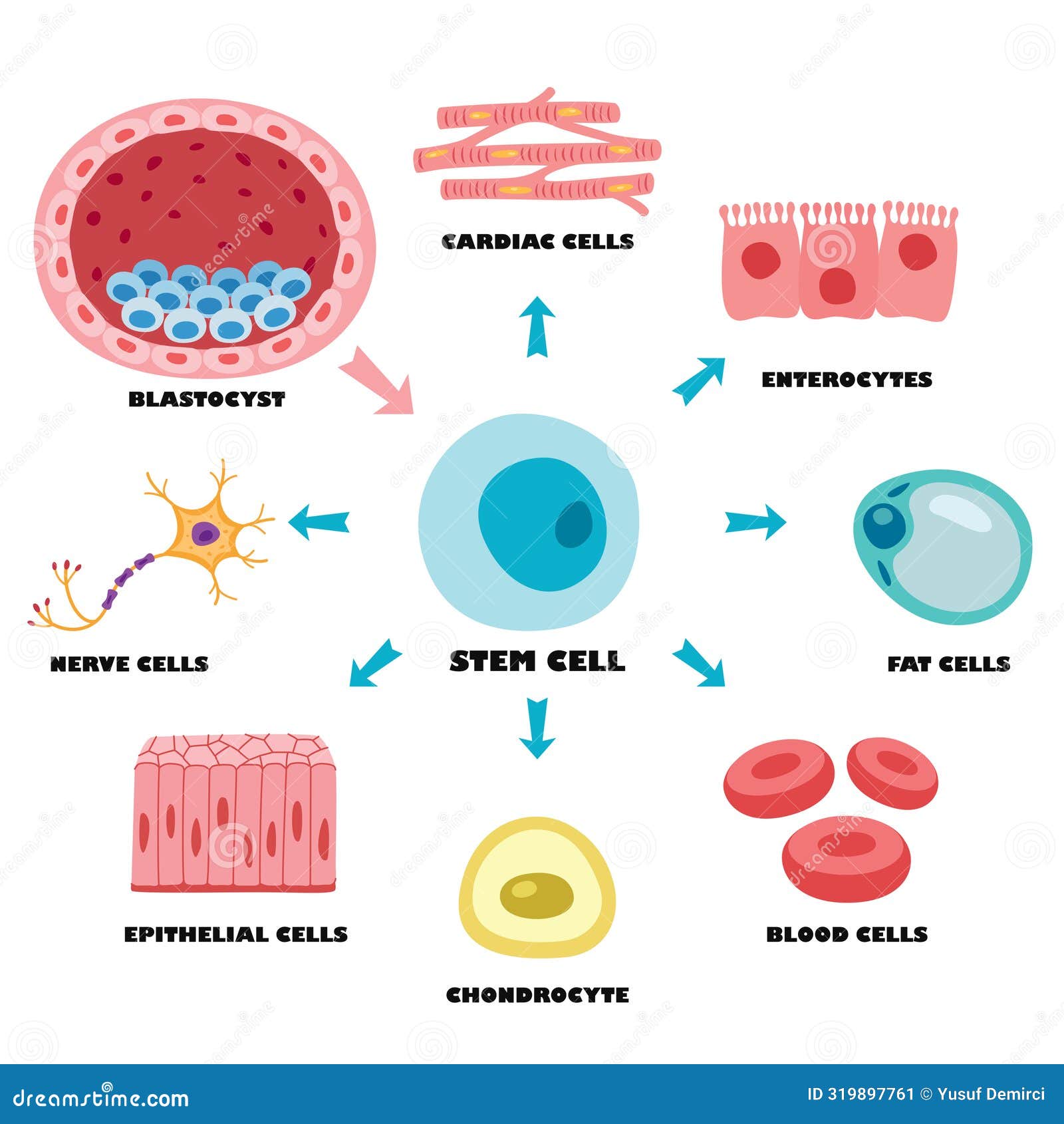 Anatomy of Human Body Cells Stock Illustration - Illustration of ...