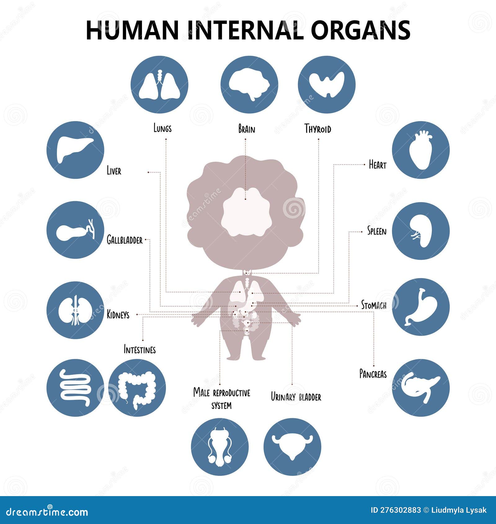 Anatomy Human Body. Infographics With Visual Scheme Internal Male ... Anatomy Human Body. Infographics With Visual Scheme Internal Male ...