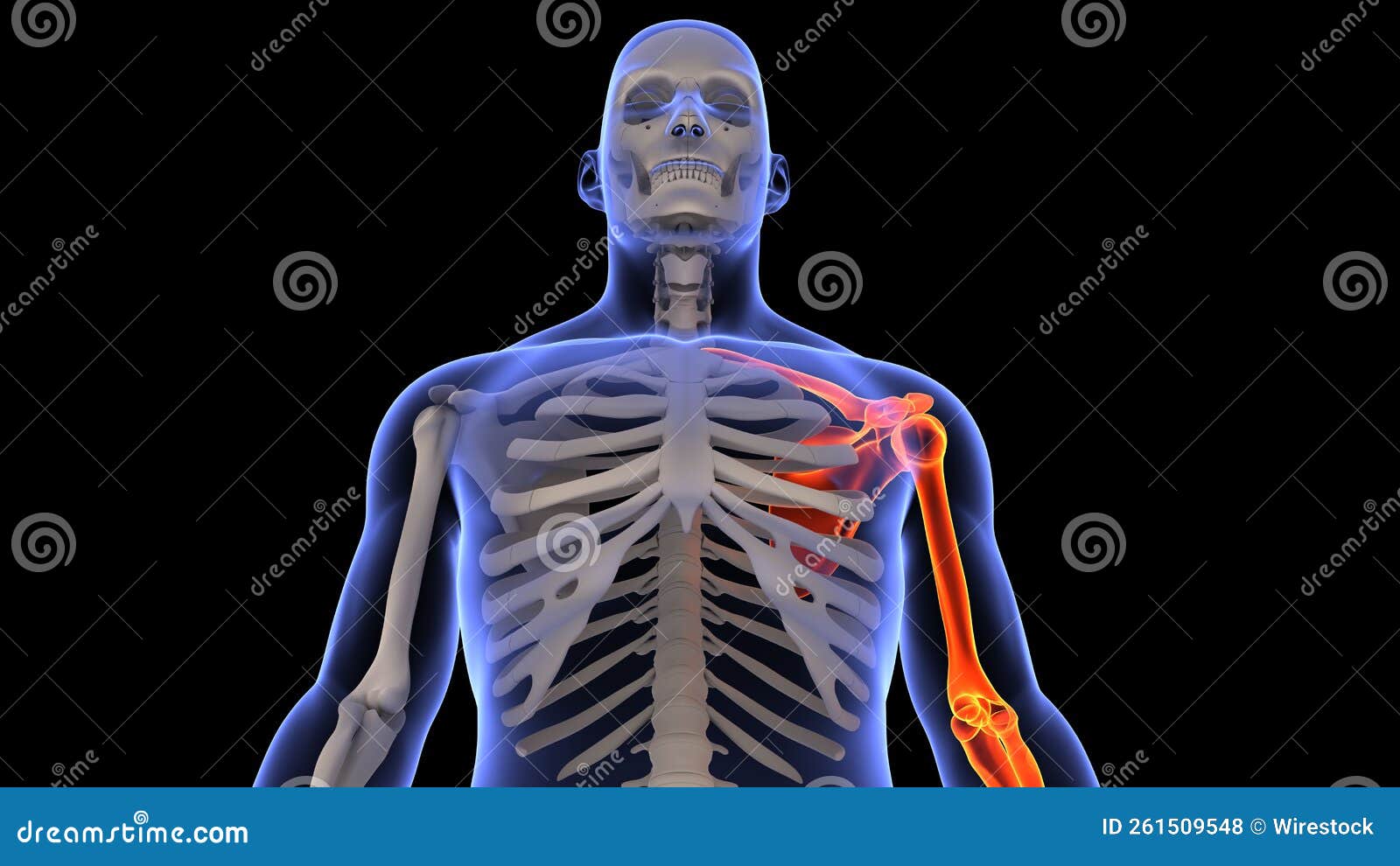Anatomy of the Human Body, Its Bones and Shell on a Black Background ...