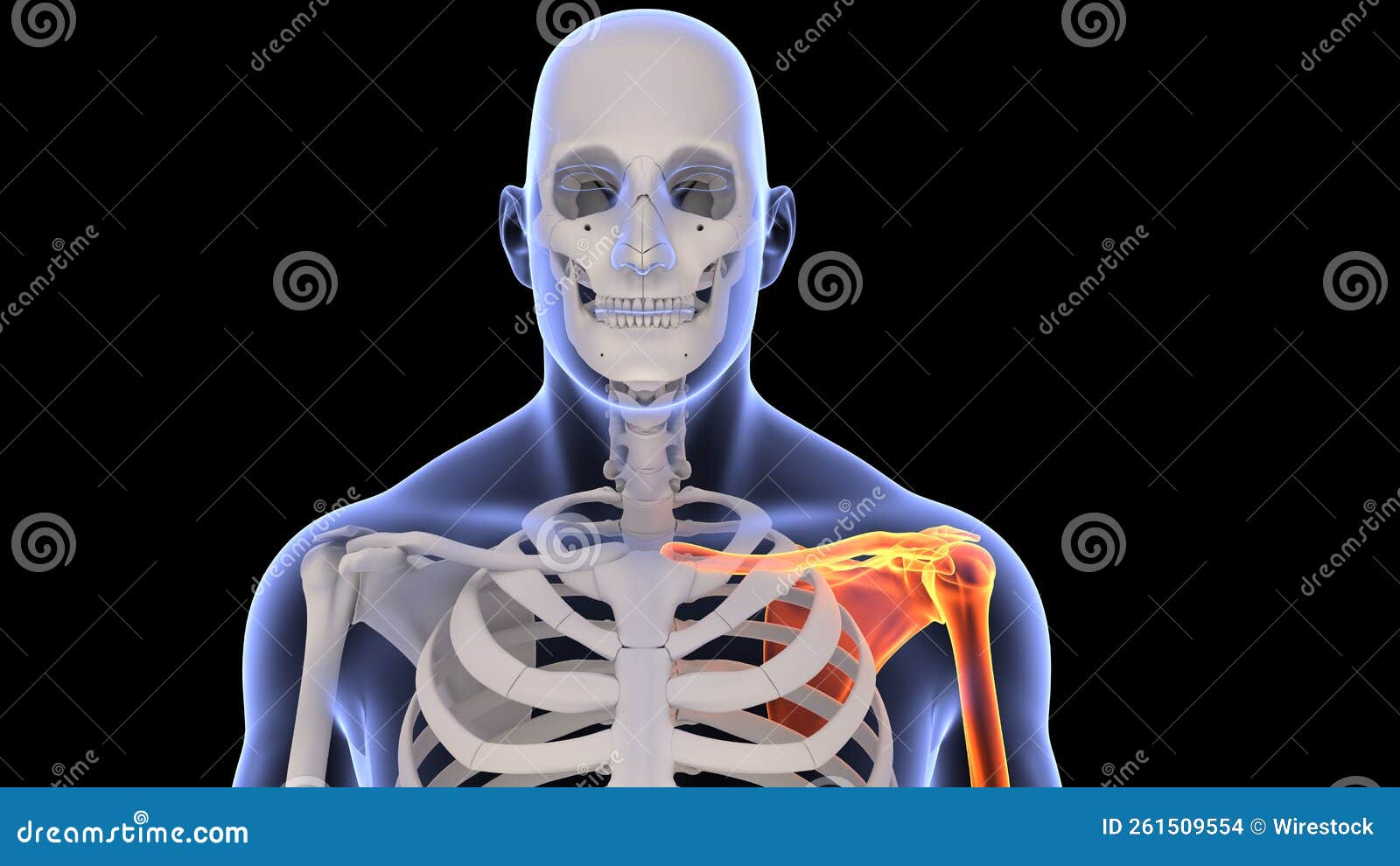 Anatomy of the Human Body, Its Bones and Shell on a Black Background ...