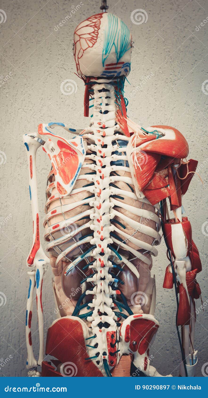 Anatomy human body model. stock image. Image of healthcare - 90290897