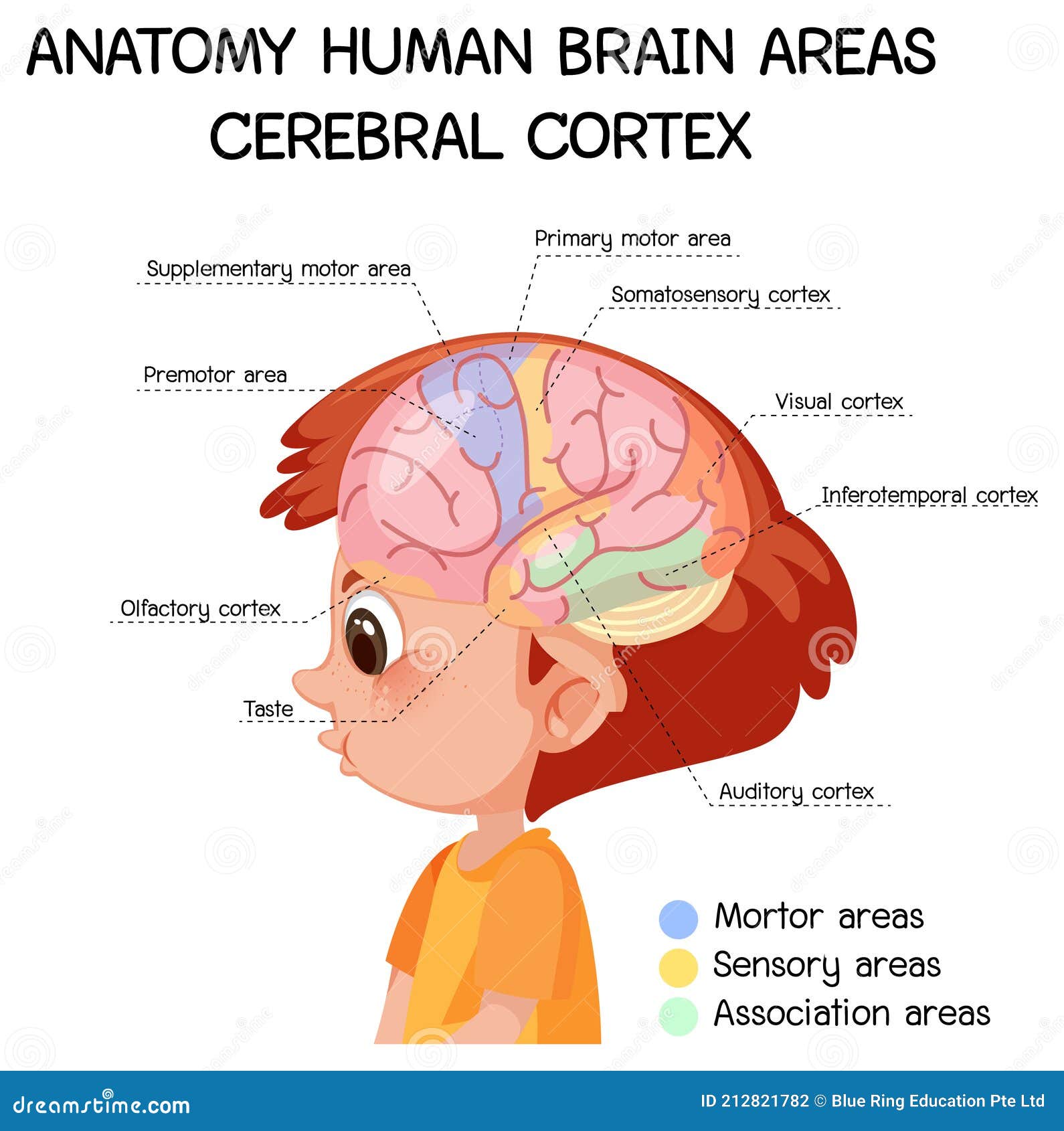 Brain Cerebral Cortex