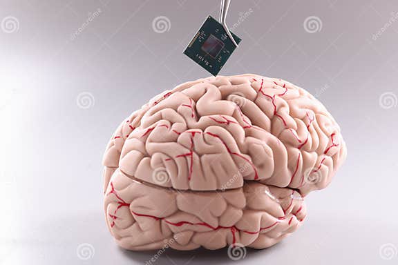 Anatomy of Human Brain with Computer Chip Stock Photo - Image of ...