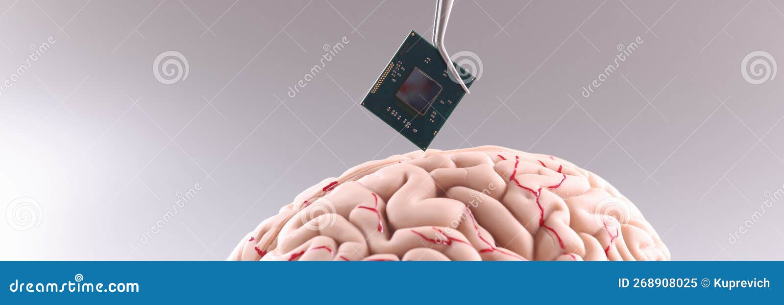 Anatomy of Human Brain with Computer Chip Stock Image - Image of chip ...