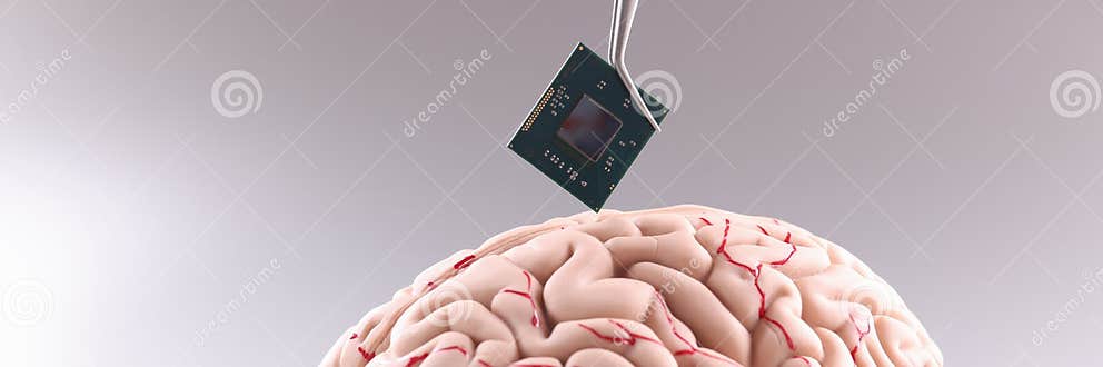 Anatomy of Human Brain with Computer Chip Stock Image - Image of chip ...