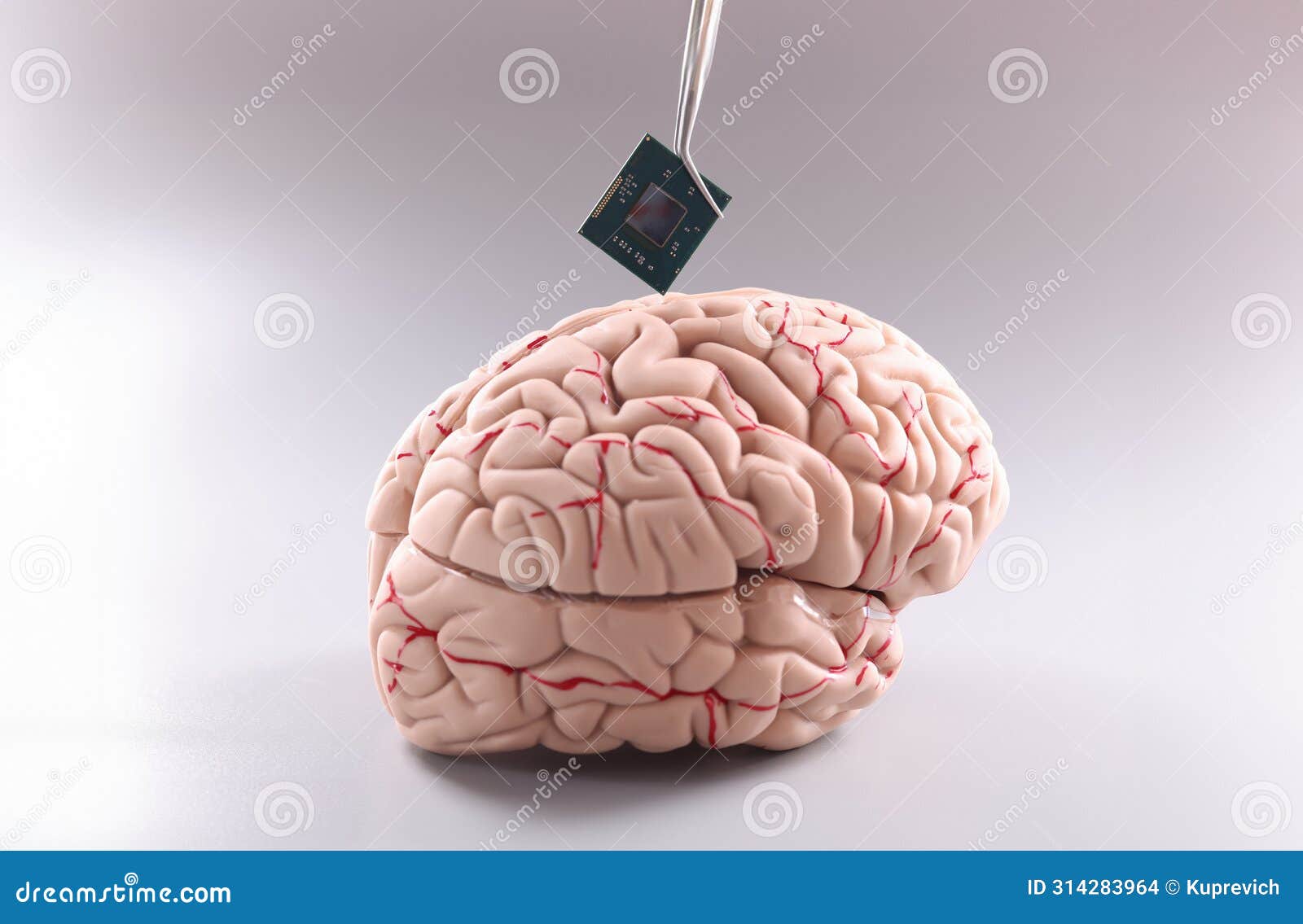 Anatomy of Human Brain with Computer Chip Stock Photo - Image of chip ...