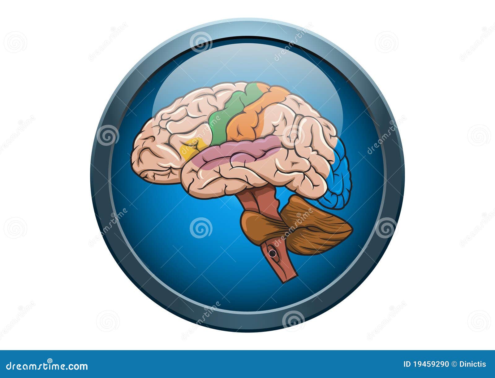 Anatomy of Human Brain Illustration Medical Button Stock Vector ...