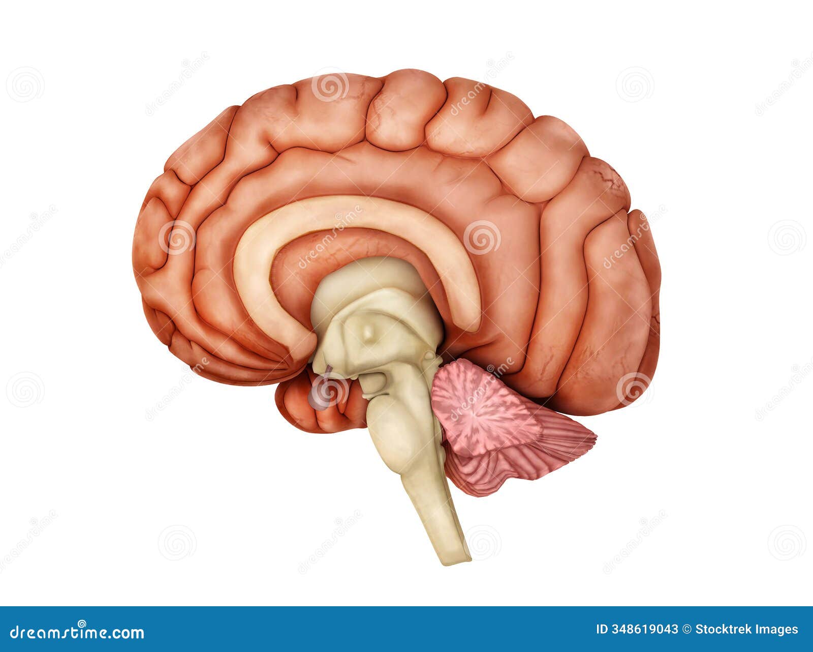 Anatomy of Human Brain, Side View. Stock Illustration - Illustration of ...