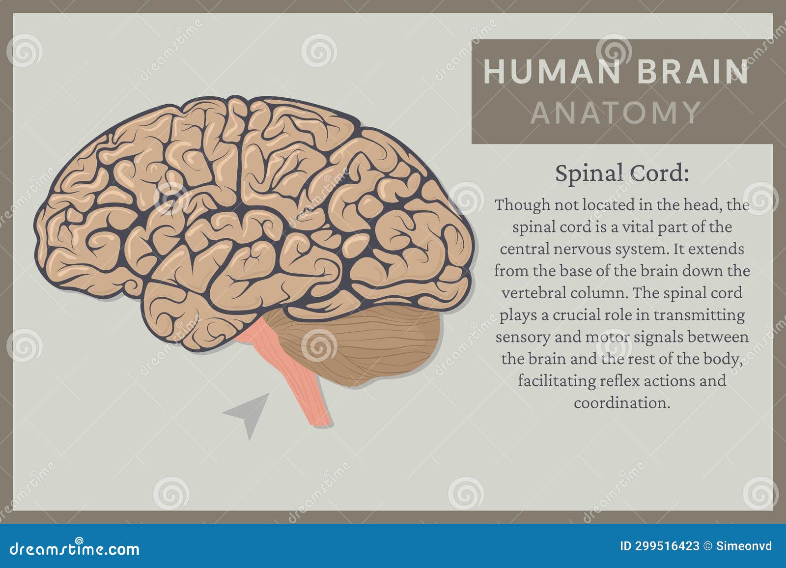 Anatomy of the Human Brain: Structure and Functions. Vector ...