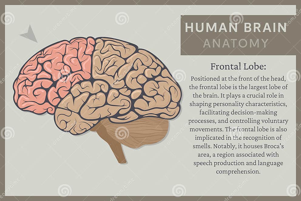 Anatomy of the Human Brain: Structure and Functions. Vector ...